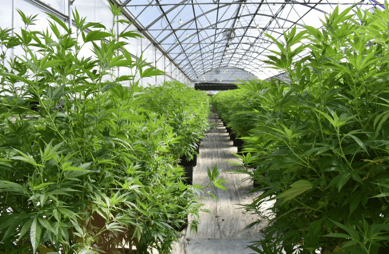 Cannabis Cultivation Methods & Techniques